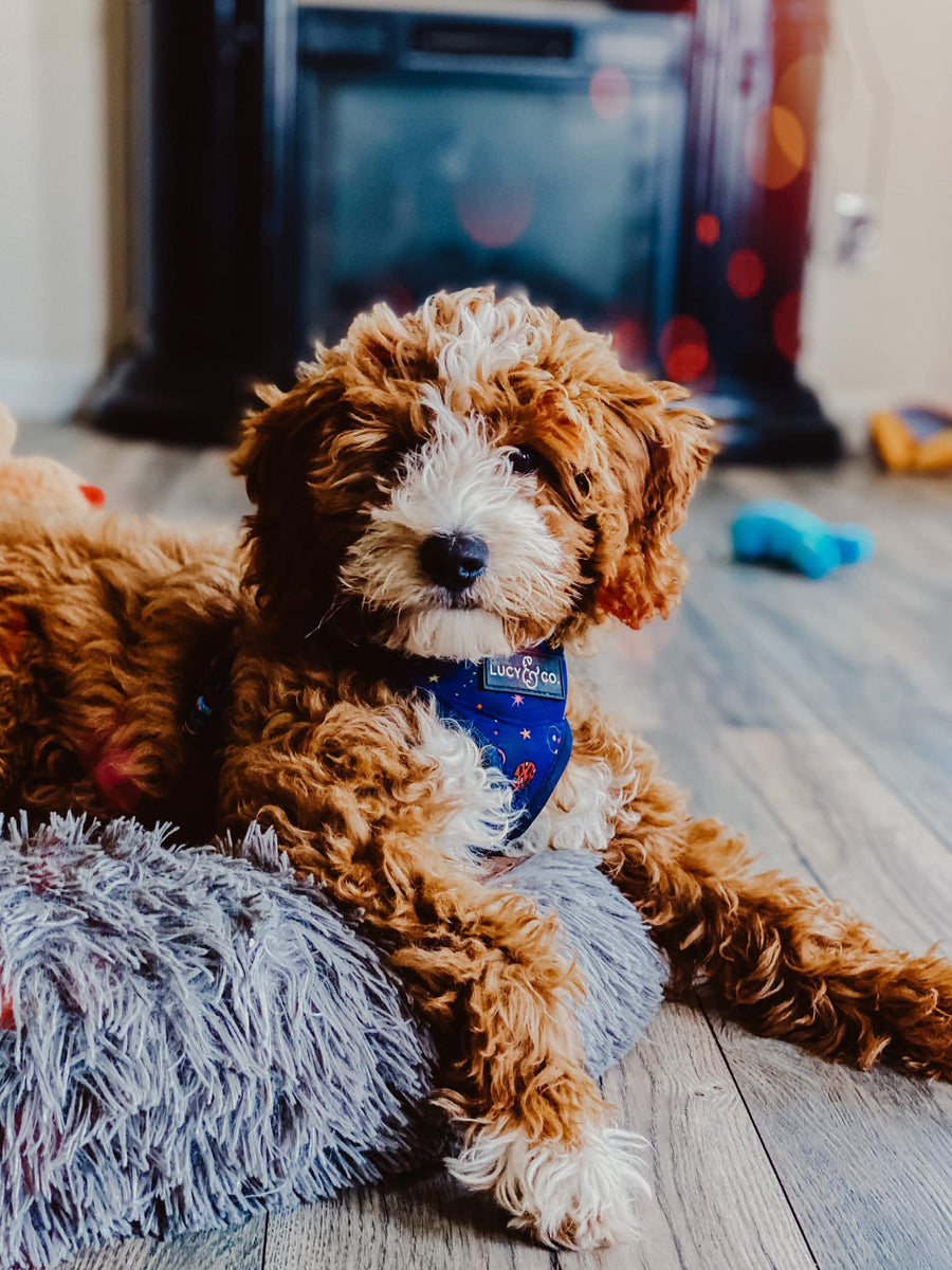 Griffin Stud Service – Lake Cumberland Doodle Farm