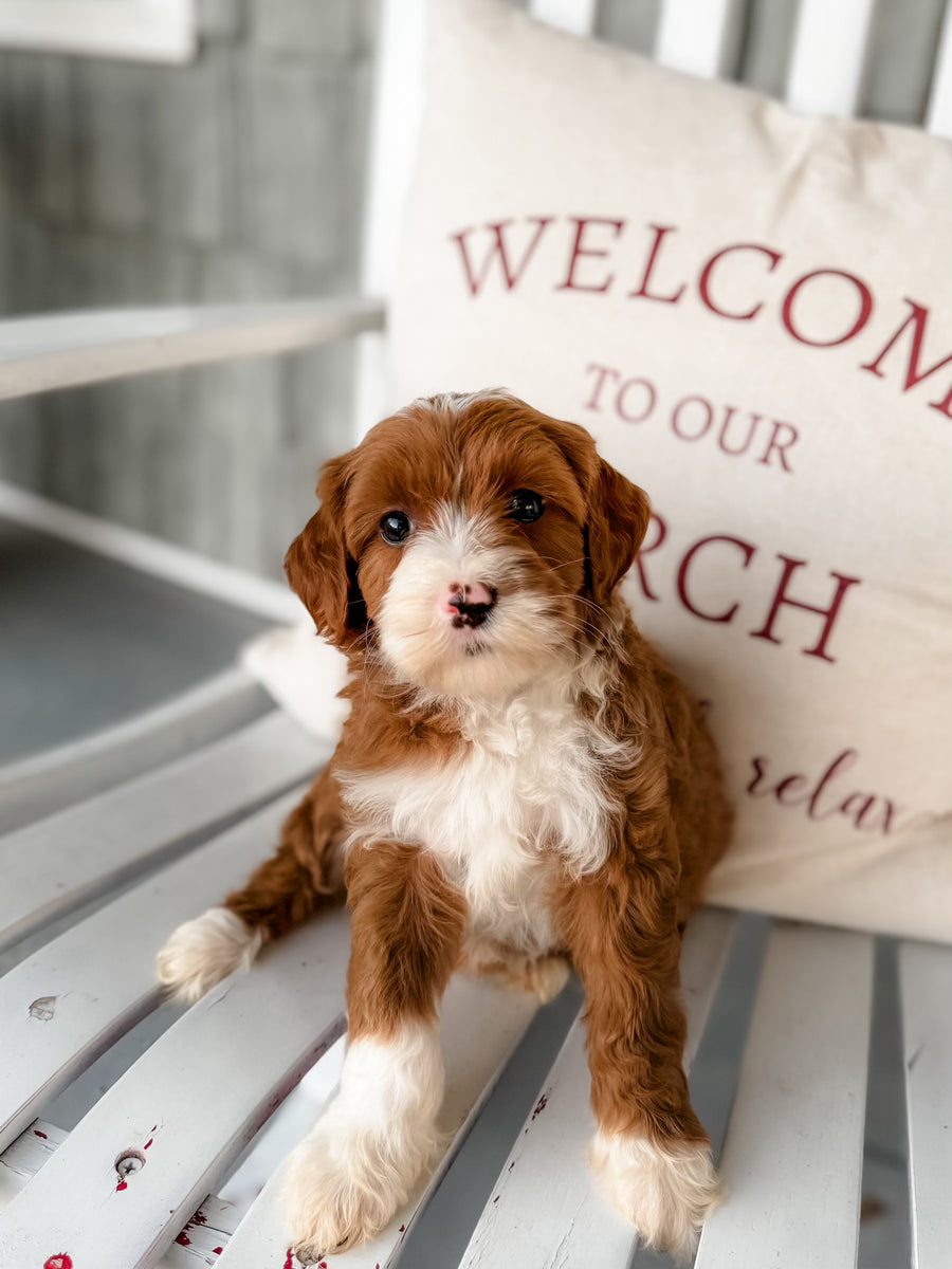 Micro/Mini Goldendoodle Girl $2,500 – Lake Cumberland Doodle Farm