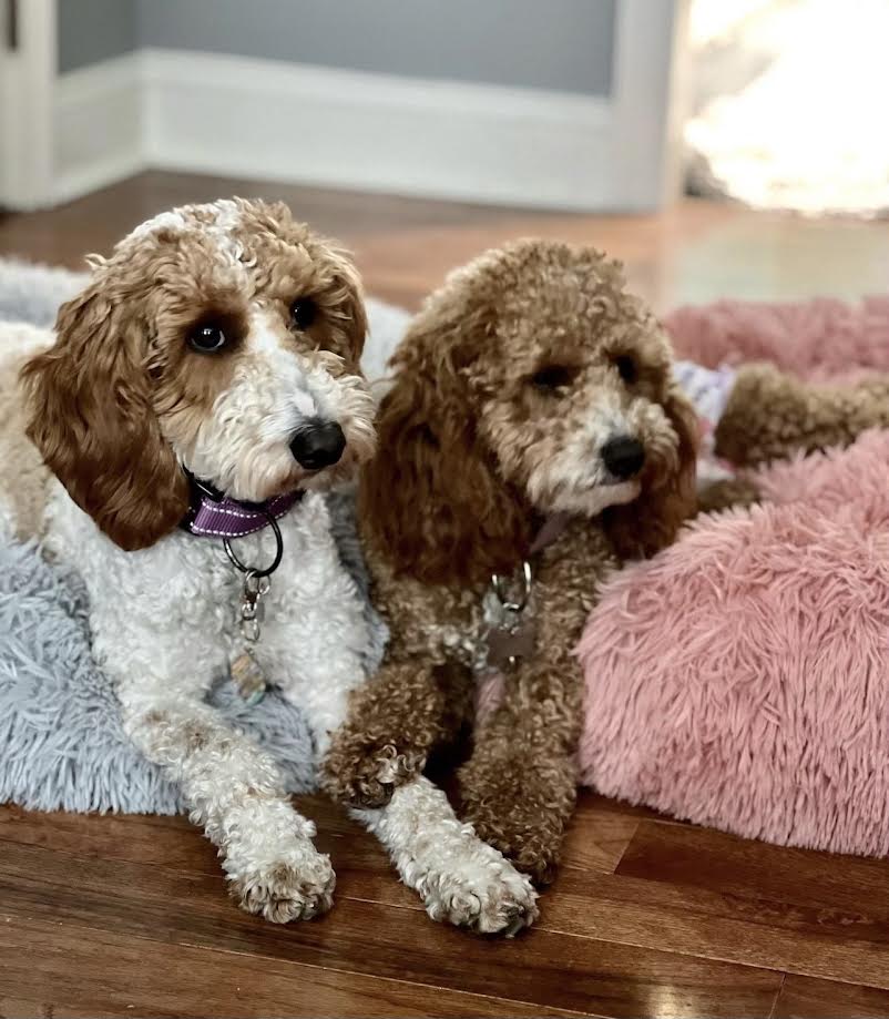 Sonya's puppies – Lake Cumberland Doodle Farm