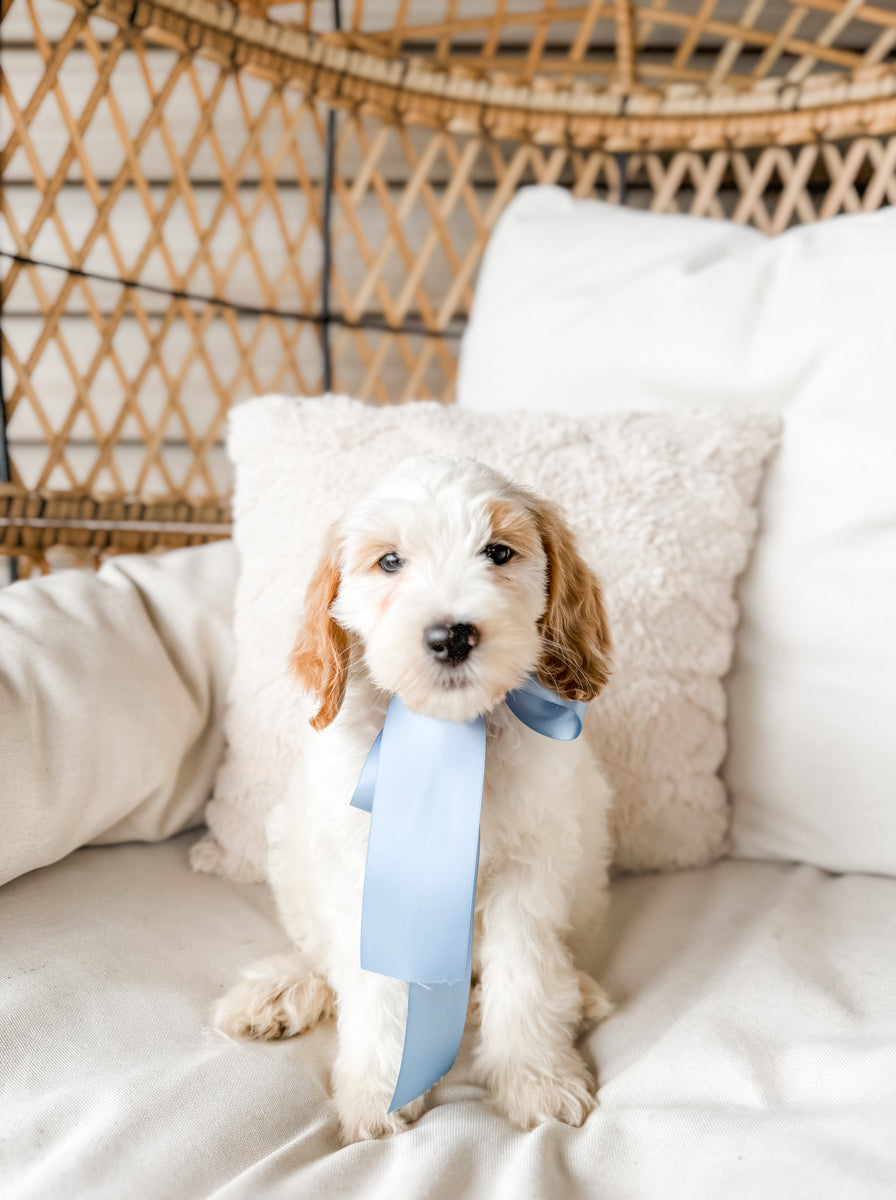 Micro/Mini Goldendoodle Boy $600 – Lake Cumberland Doodle Farm