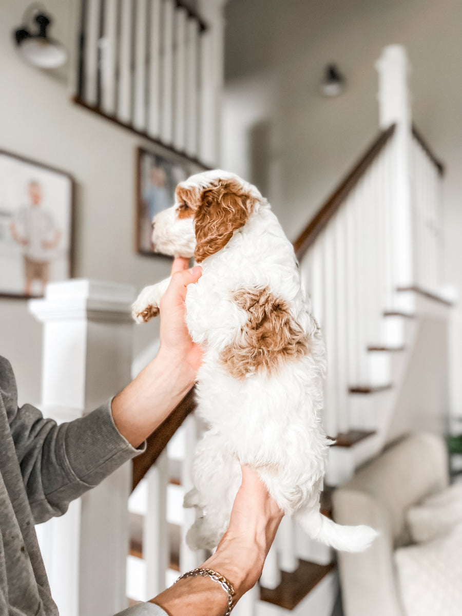 Micro/Mini Goldendoodle Boy $1000 – Lake Cumberland Doodle Farm