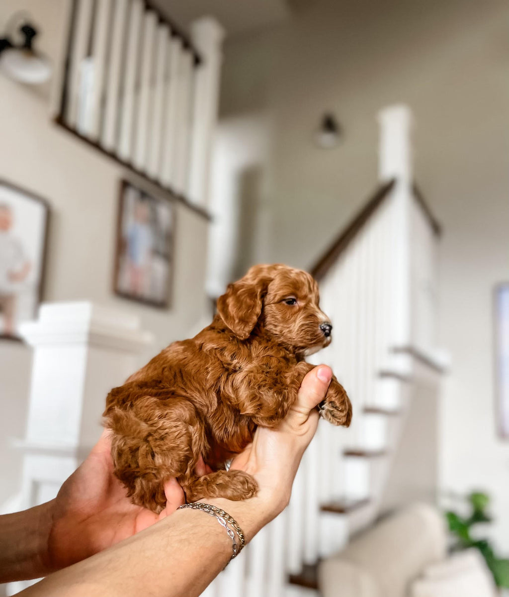 Mini Goldendoodle Boy $1500 – Lake Cumberland Doodle Farm