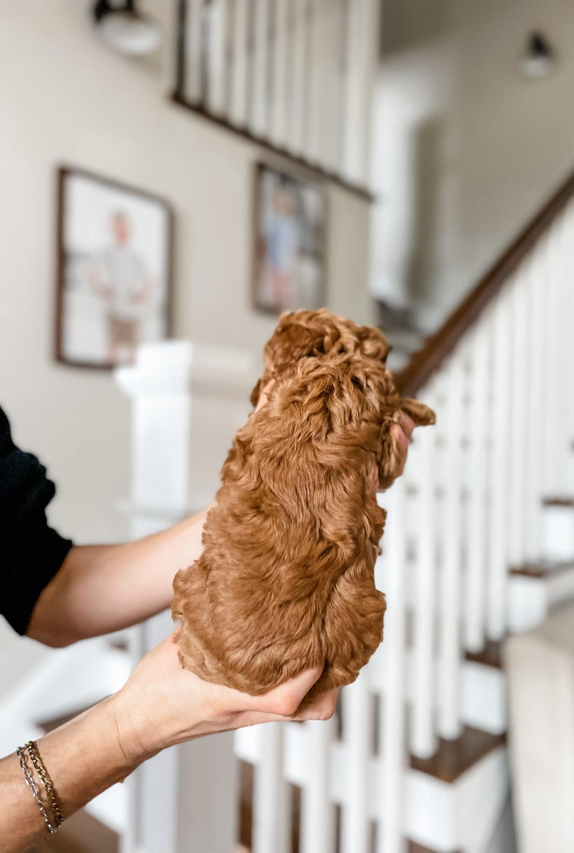 Mini Goldendoodle Girl $1500 – Lake Cumberland Doodle Farm