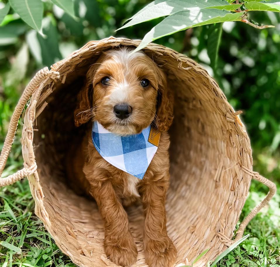 Petite Goldendoodle Boy $1,200 – Lake Cumberland Doodle Farm