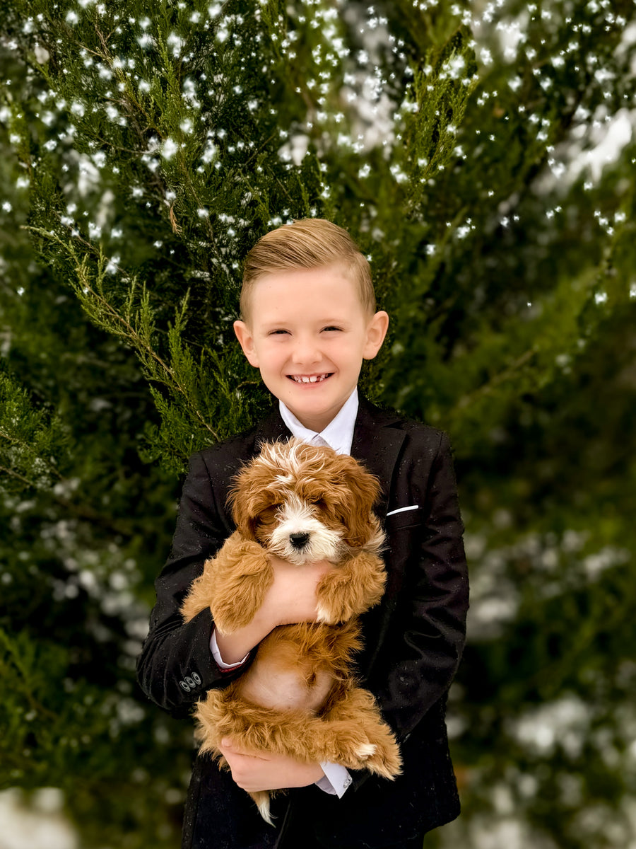 Mini Goldendoodle Boy $2000 – Lake Cumberland Doodle Farm