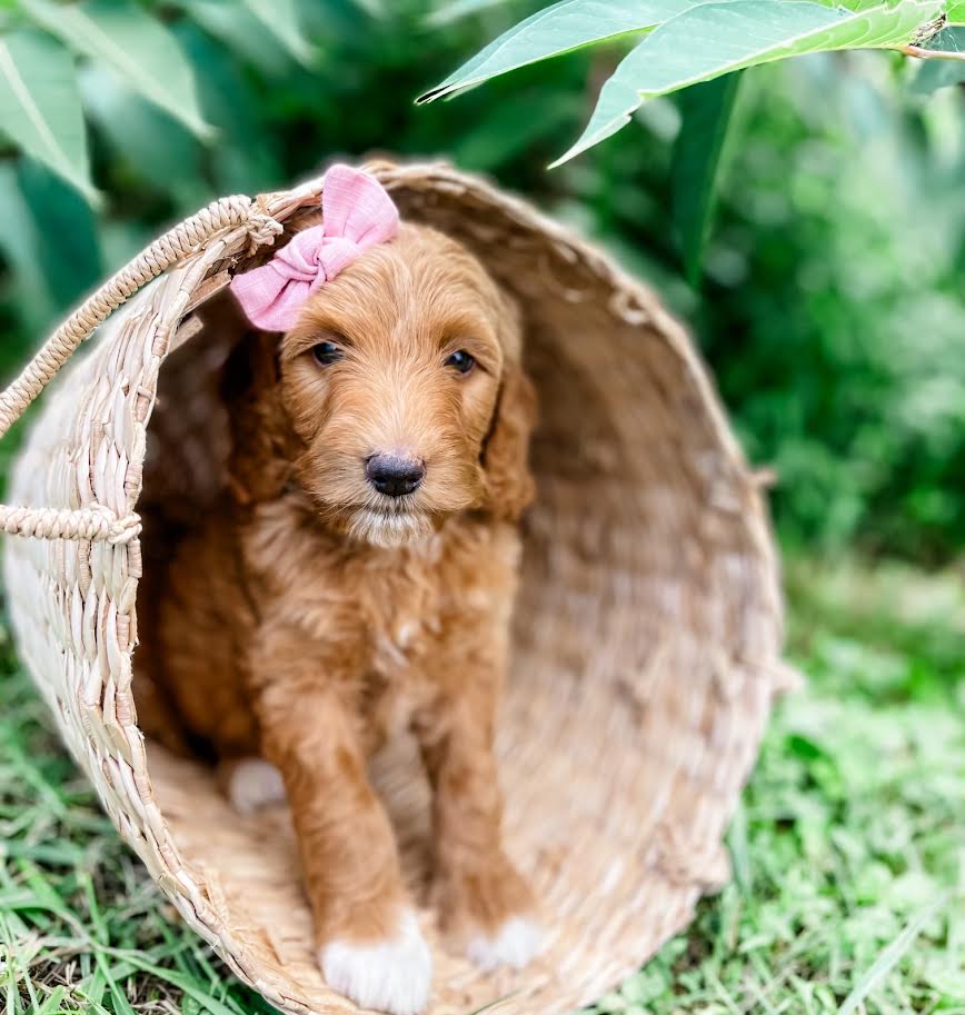 Petite Goldendoodle Girl $1,200 – Lake Cumberland Doodle Farm