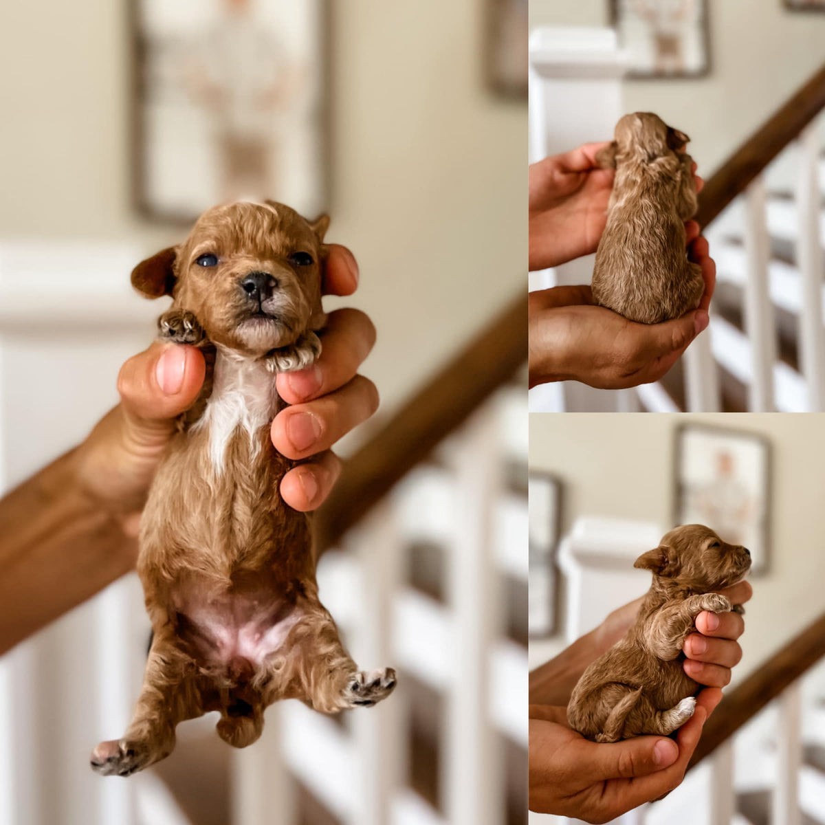 Toy Cavapoo Girl $2,000 – Lake Cumberland Doodle Farm