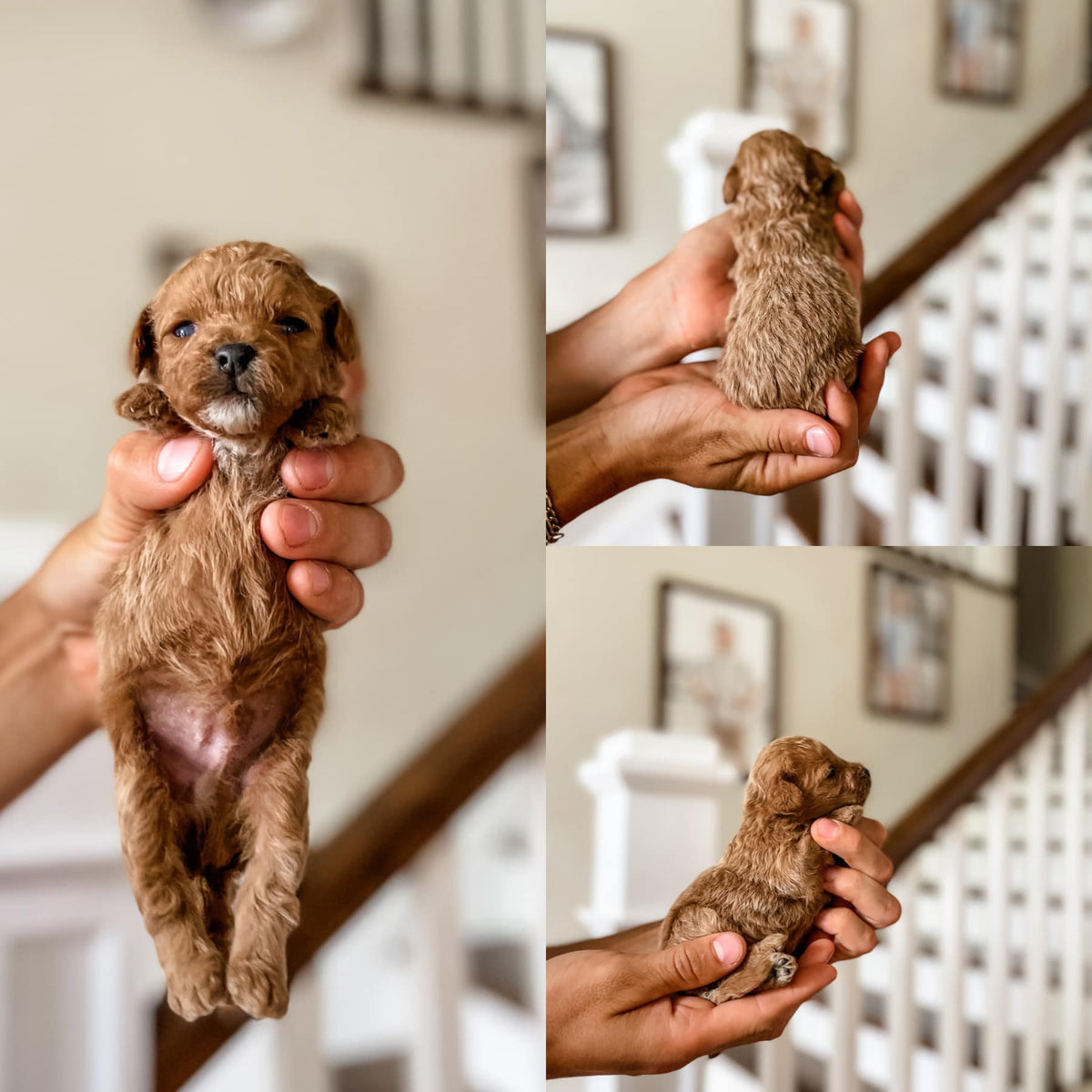 Toy Cavapoo Boy $1,500 – Lake Cumberland Doodle Farm