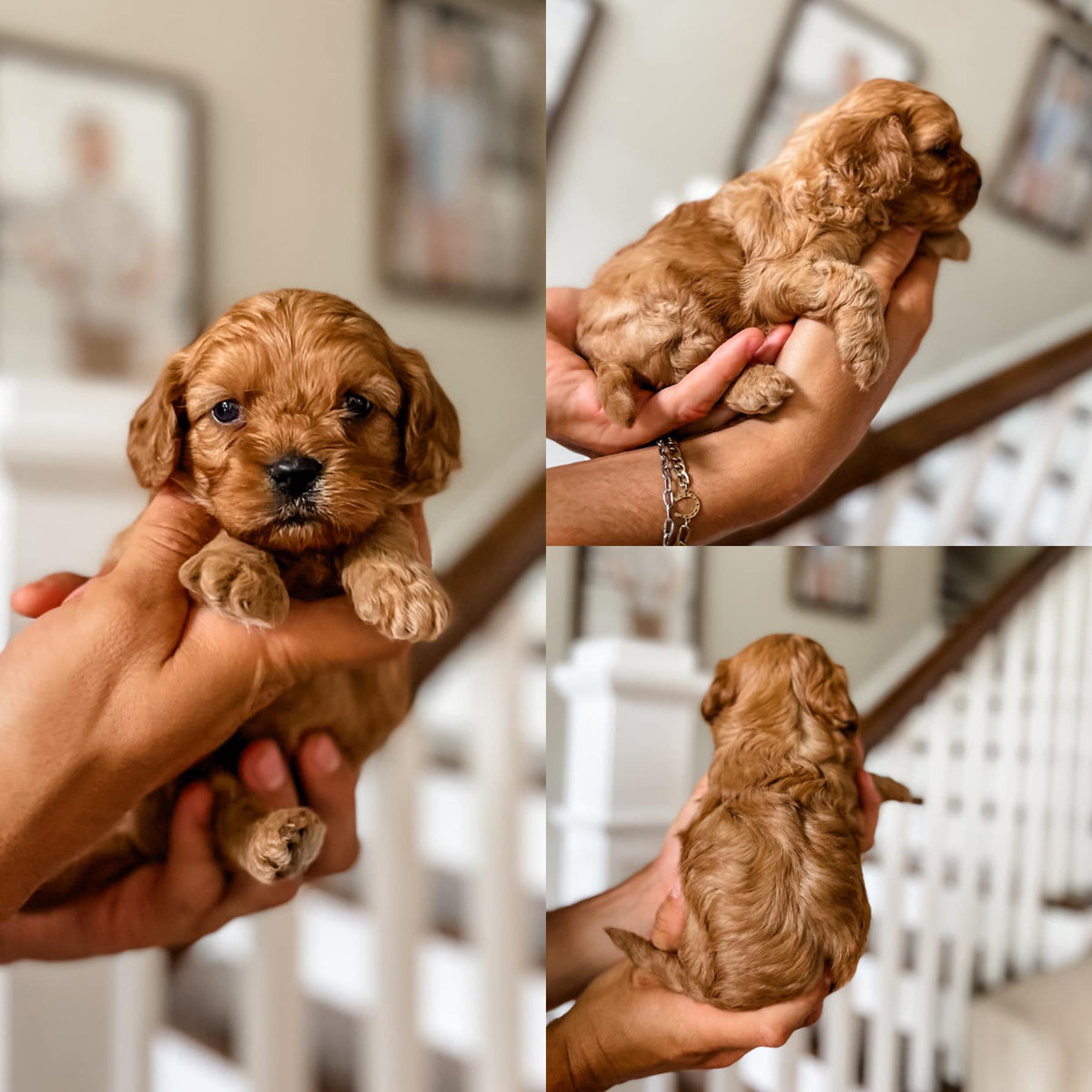 Micro F1 Cavapoo Girl $2,000 – Lake Cumberland Doodle Farm