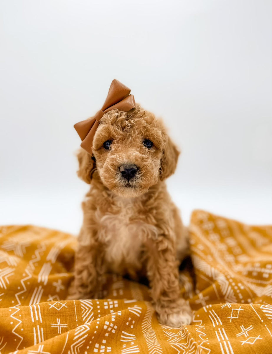 Micro/Mini Goldendoodle Girl $1,350 – Lake Cumberland Doodle Farm