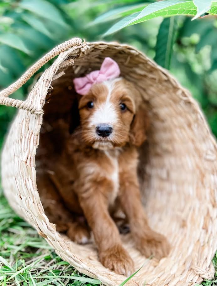 Petite Goldendoodle Girl $1,350 – Lake Cumberland Doodle Farm