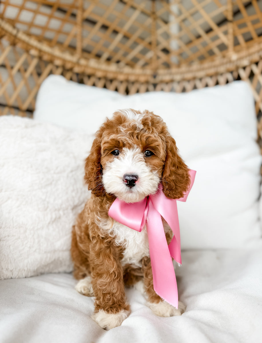 Micro/Mini Goldendoodle Girl $1,800 – Lake Cumberland Doodle Farm