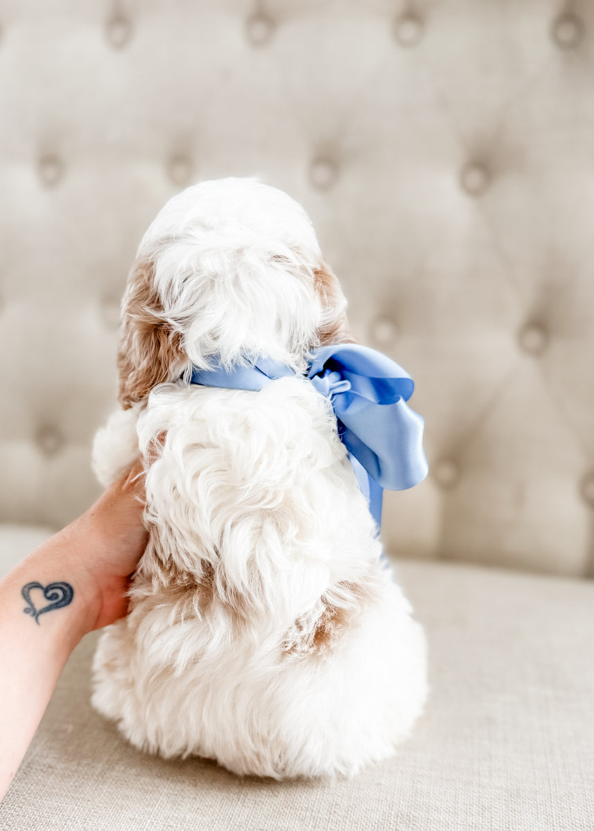 Mini Goldendoodle Boy $1000 – Lake Cumberland Doodle Farm
