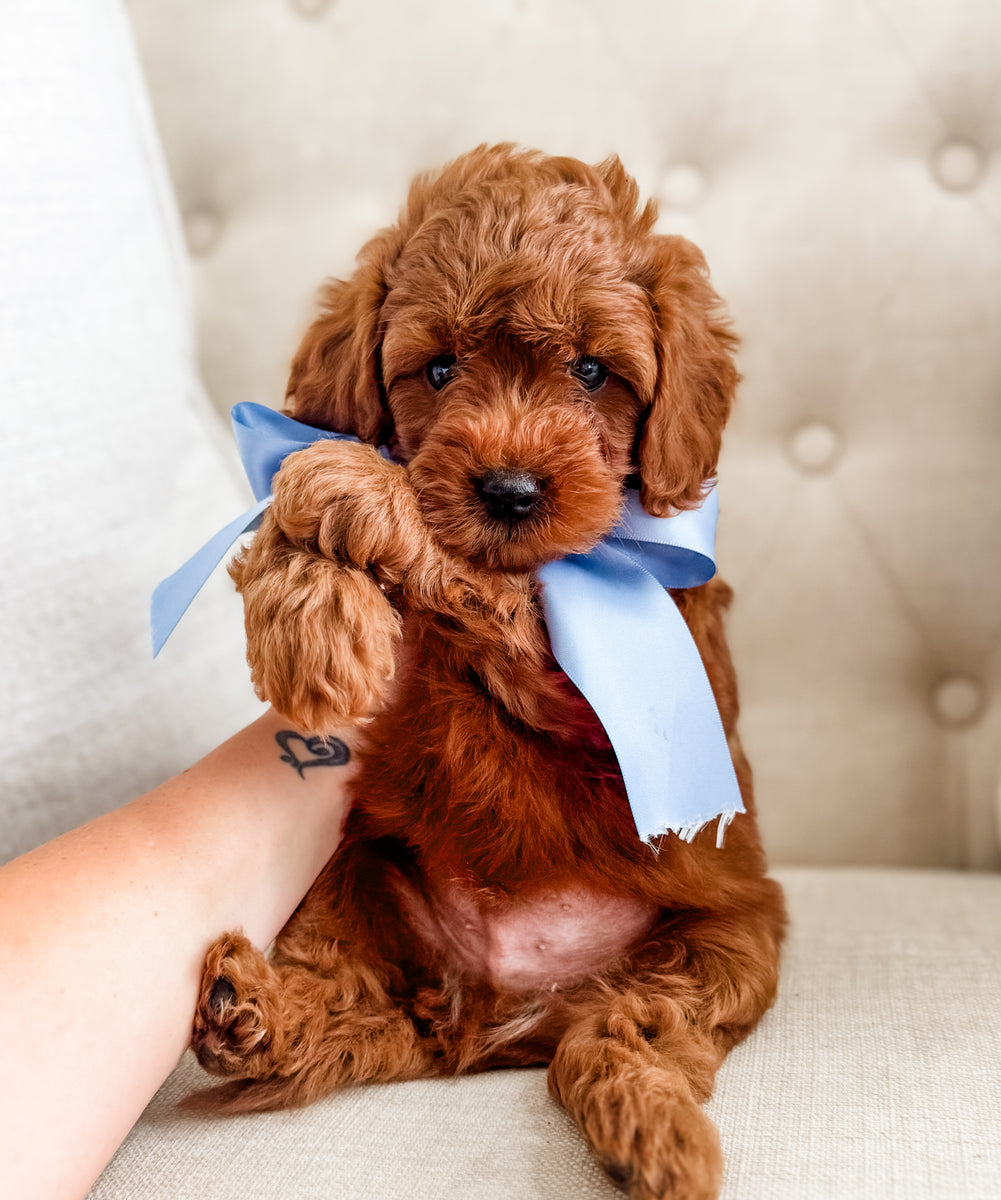 Micro F1BB Cavapoo Boy $1,500 – Lake Cumberland Doodle Farm