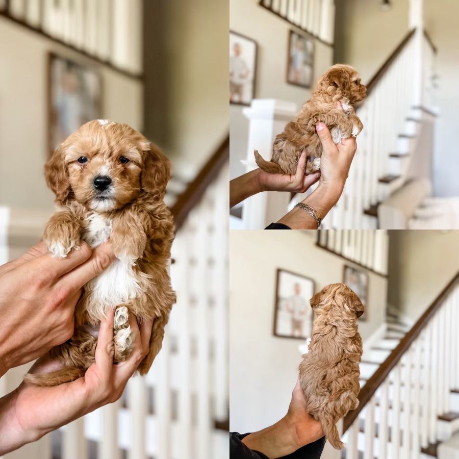 Mini Goldendoodle Girl $1500 – Lake Cumberland Doodle Farm