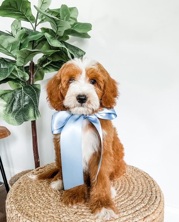 Mini Goldendoodle Boy $1,500 – Lake Cumberland Doodle Farm
