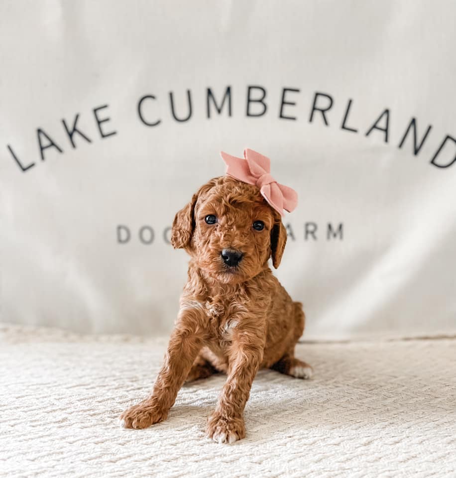 Mini Goldendoodle Girl $1500 – Lake Cumberland Doodle Farm