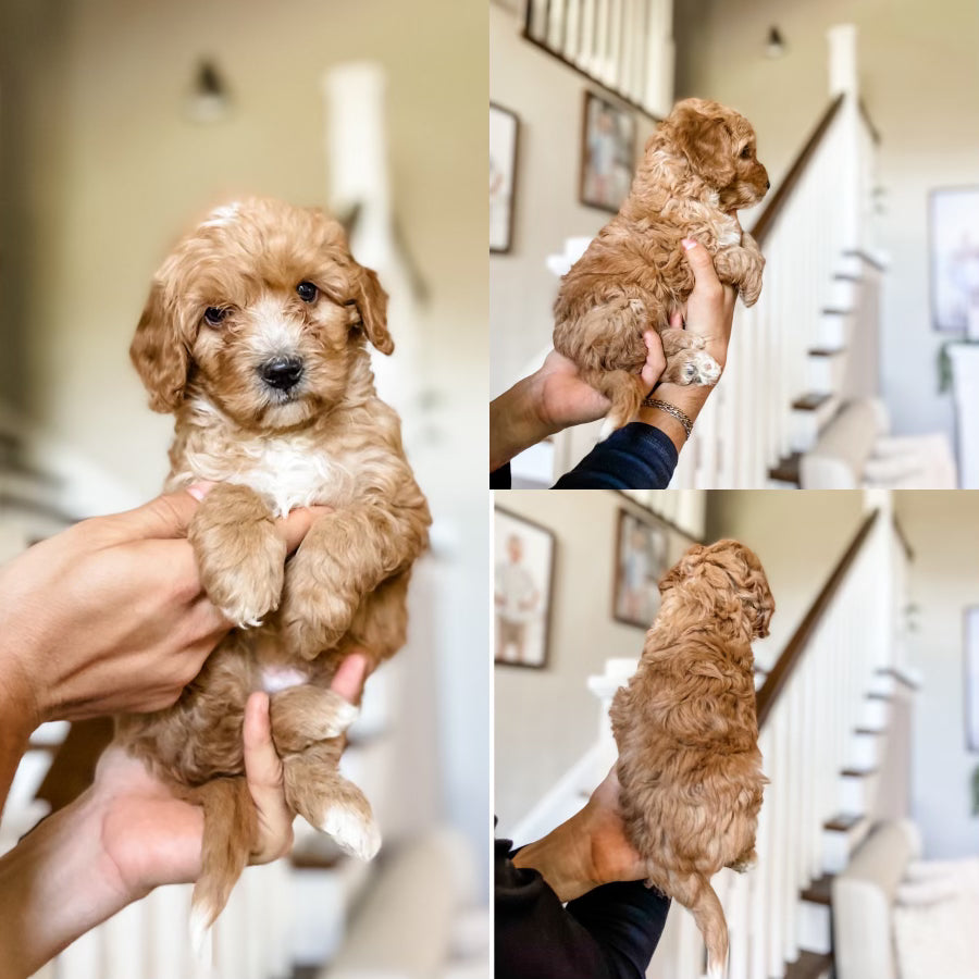 Mini Goldendoodle Boy $1250 – Lake Cumberland Doodle Farm