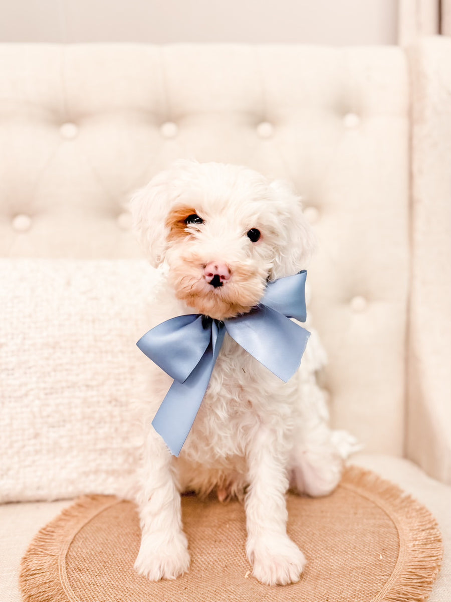 Mini Goldendoodle Boy $1,000 – Lake Cumberland Doodle Farm