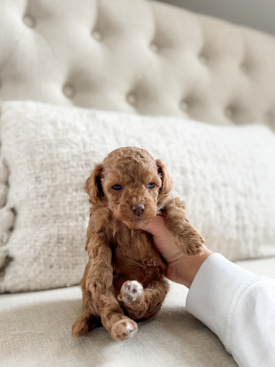 Micro F1BB Cavapoo Girl $3,000 – Lake Cumberland Doodle Farm