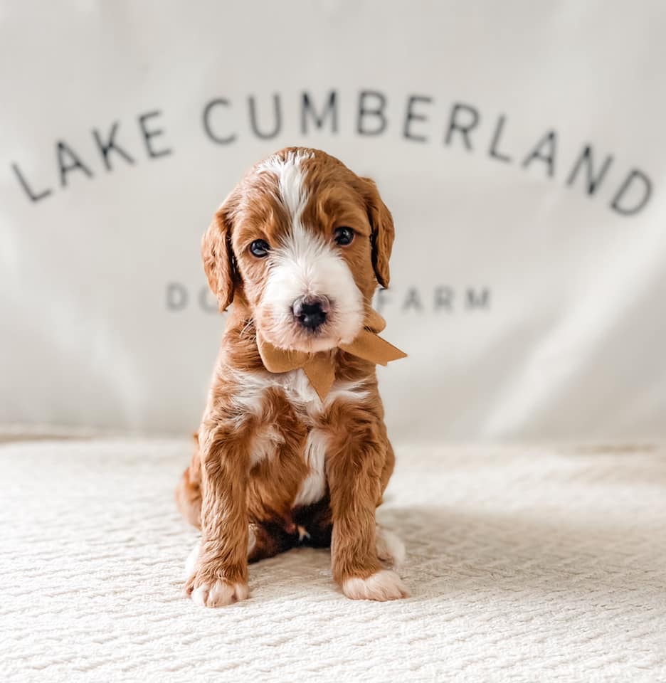 Mini Goldendoodle Boy $2000 – Lake Cumberland Doodle Farm