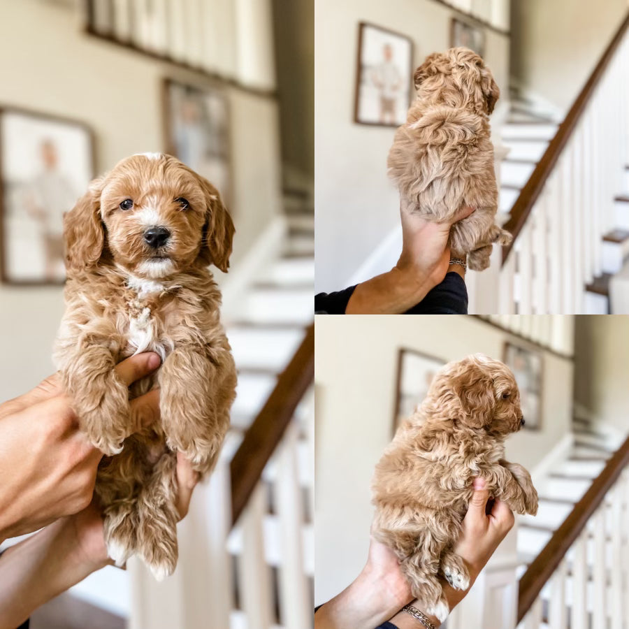 Mini Goldendoodle Boy $1250 – Lake Cumberland Doodle Farm