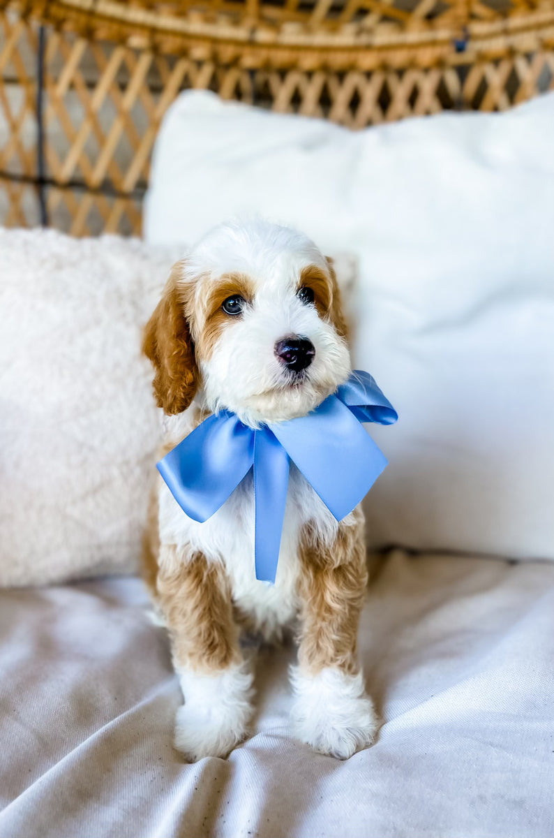 Mini Goldendoodle Boy $2750 – Lake Cumberland Doodle Farm
