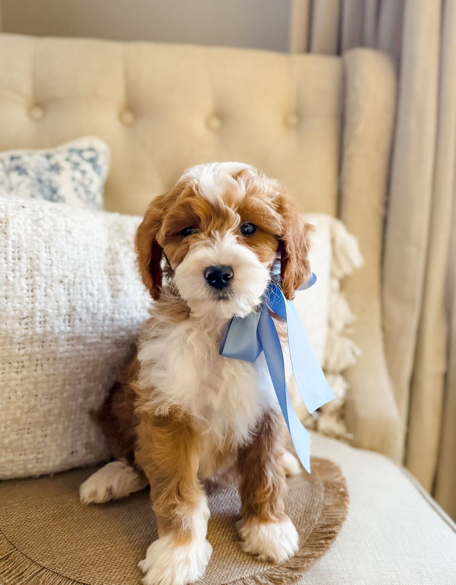 Mini Goldendoodle Boy $2000 - Remainder – Lake Cumberland Doodle Farm
