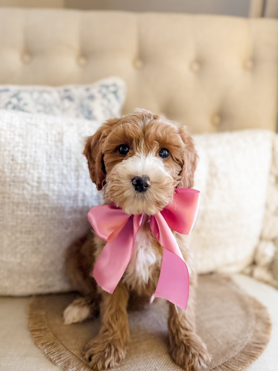 Mini Goldendoodle Girl $1750 – Lake Cumberland Doodle Farm