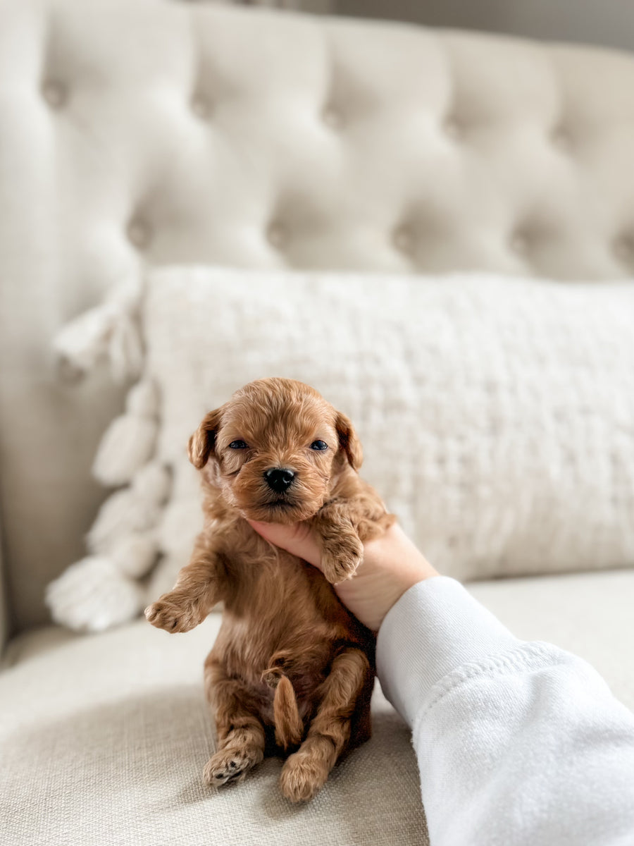 Micro F1BB Cavapoo Boy $1,750 – Lake Cumberland Doodle Farm