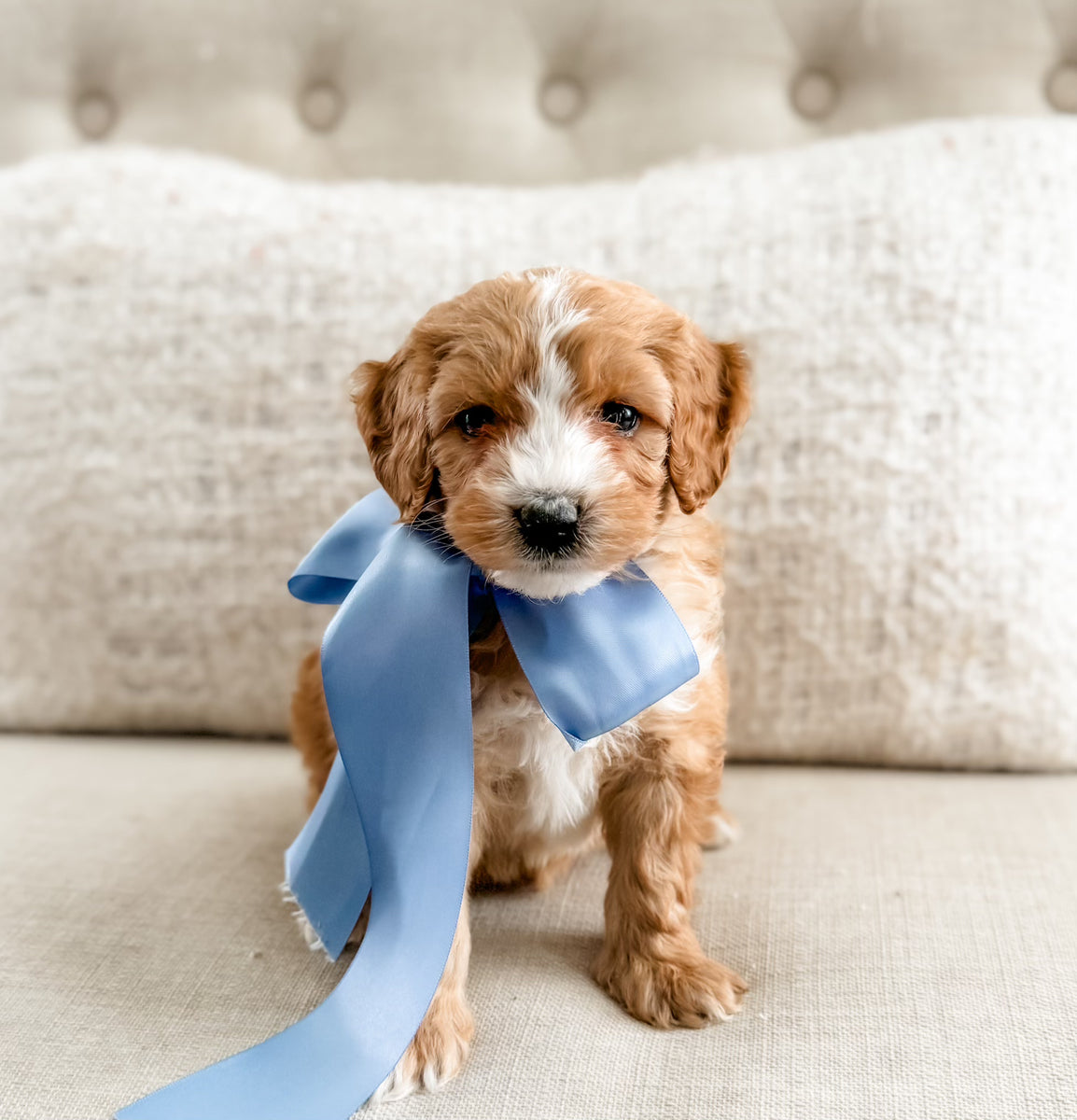 Mini Goldendoodle Boy $1500 – Lake Cumberland Doodle Farm