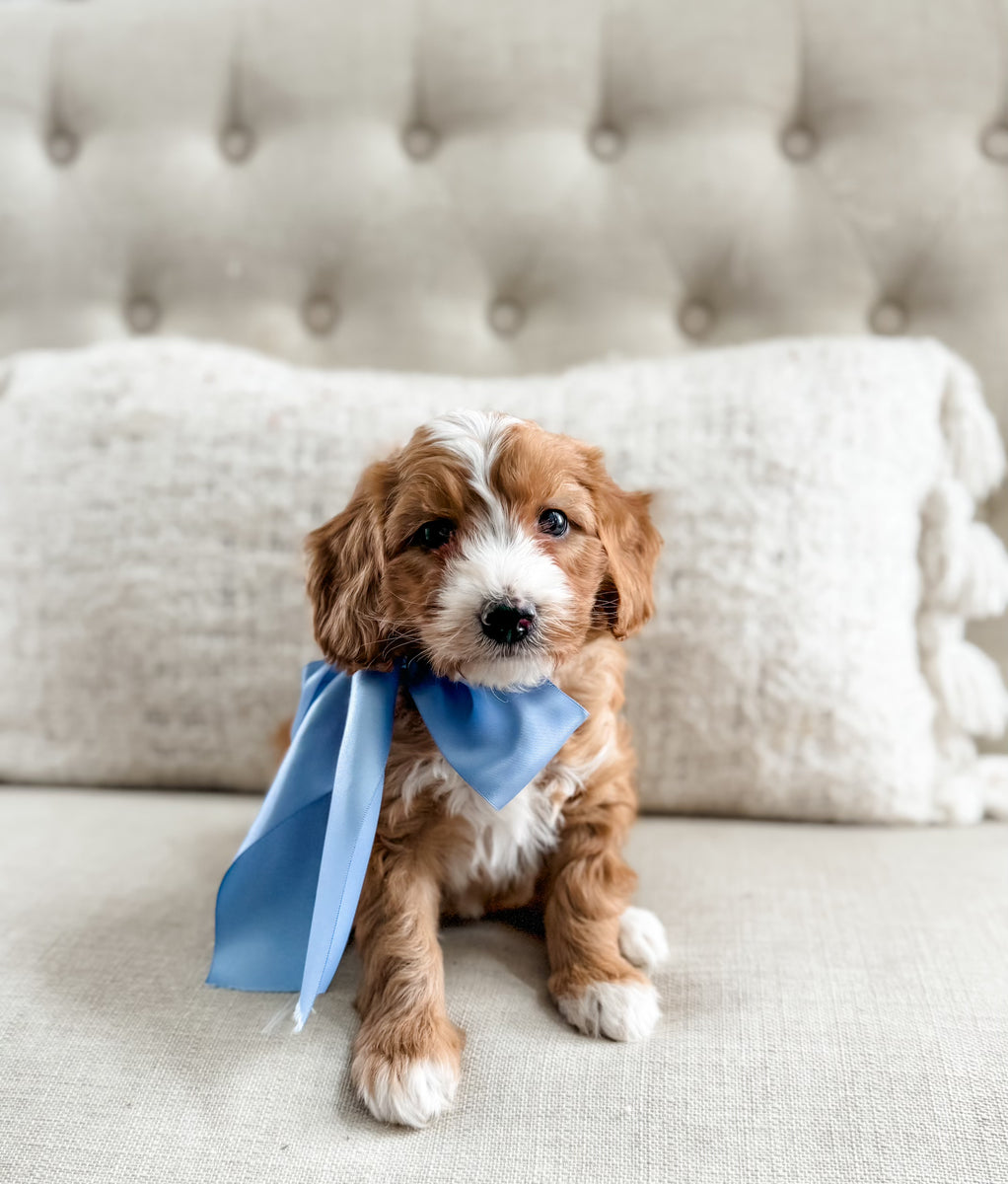 Mini Goldendoodle Boy $1500 – Lake Cumberland Doodle Farm