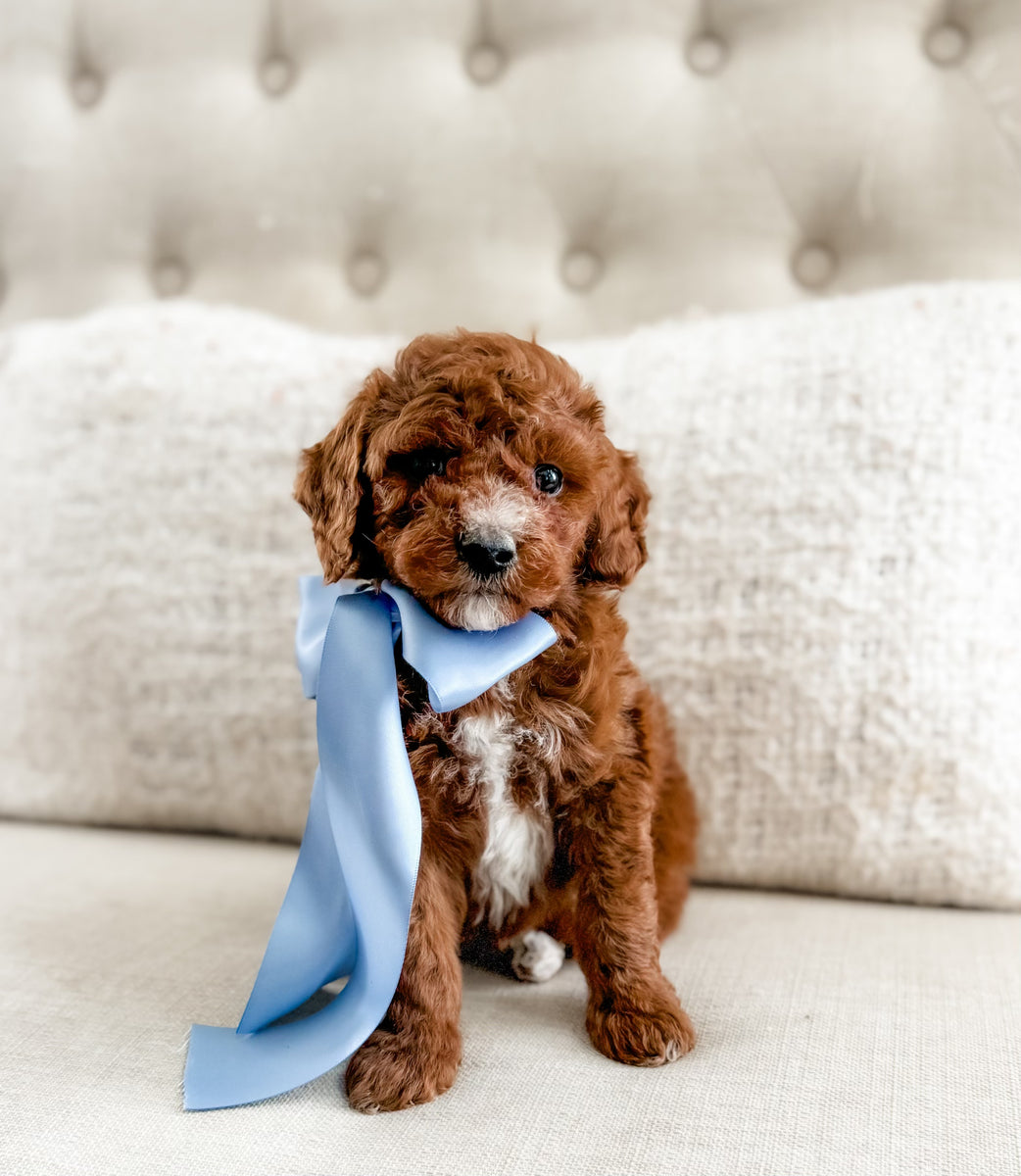 Mini Goldendoodle Boy $1500 – Lake Cumberland Doodle Farm
