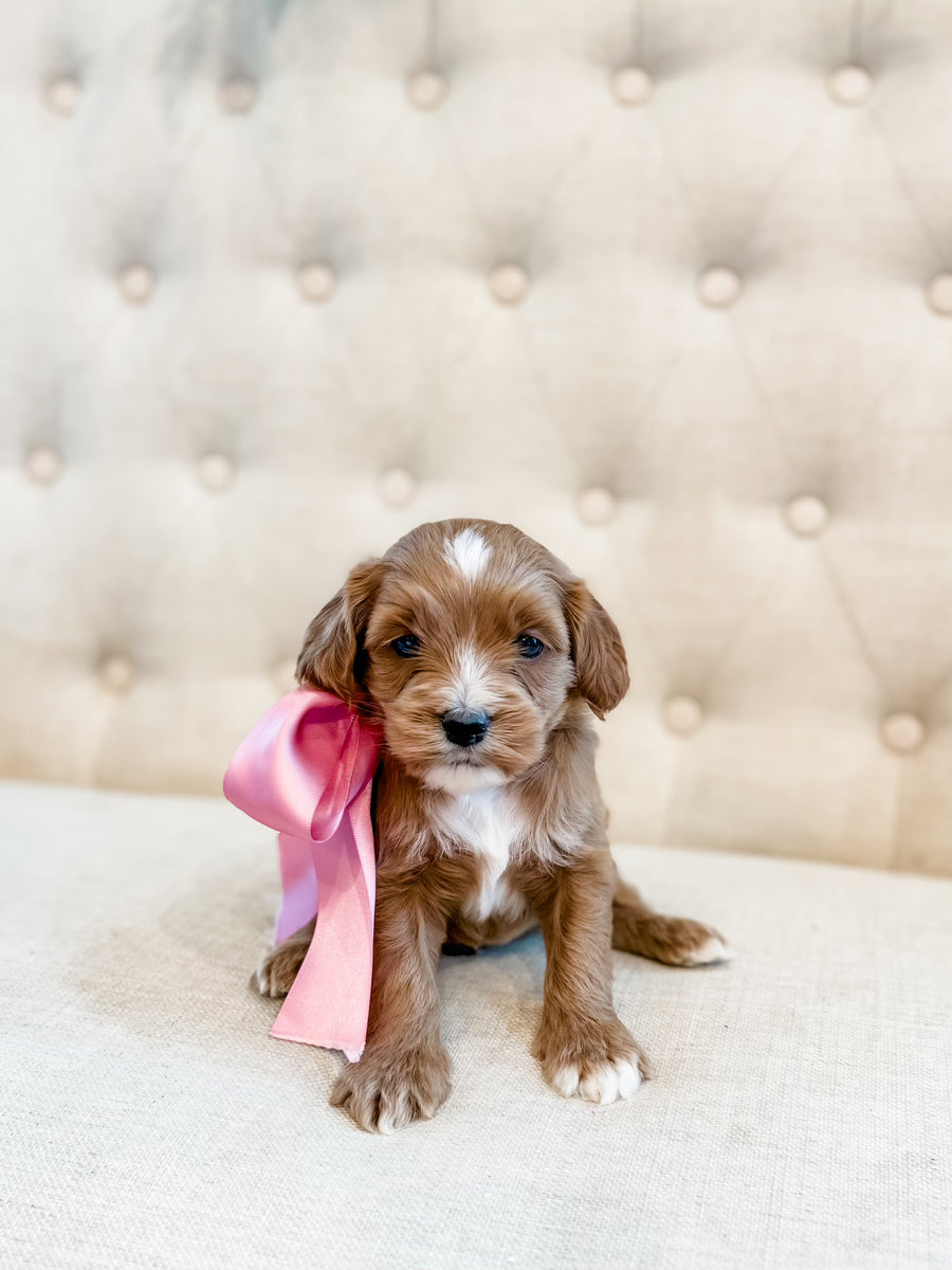 Micro F1B Cavapoo Girl $2000 – Lake Cumberland Doodle Farm