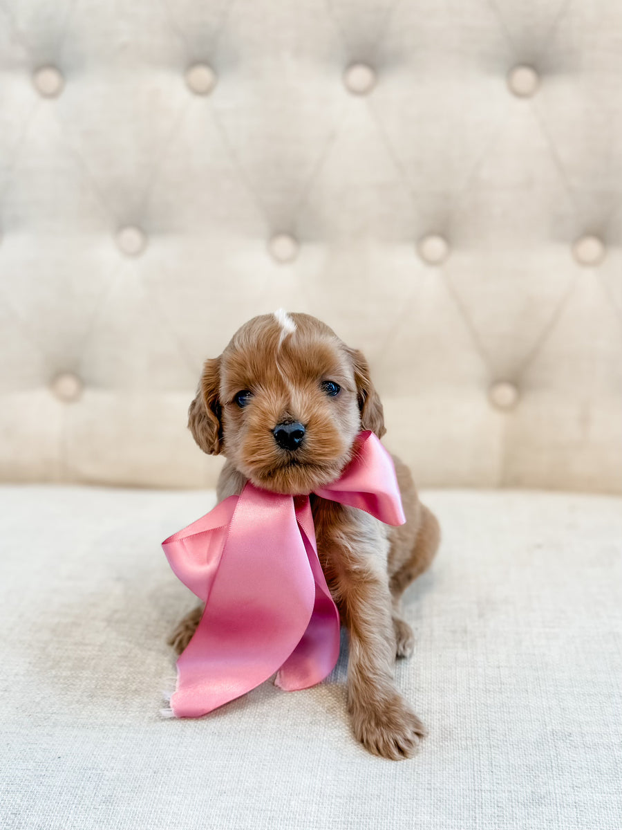 Micro F1B Cavapoo Girl $2000 – Lake Cumberland Doodle Farm