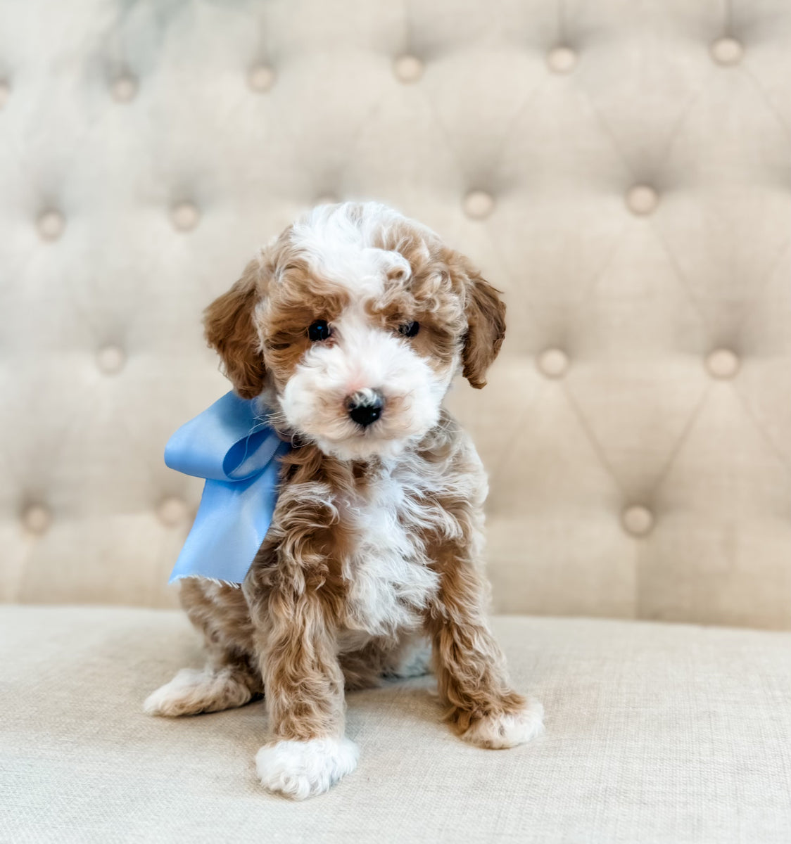 Micro/Mini Goldendoodle Boy $2,000 – Lake Cumberland Doodle Farm