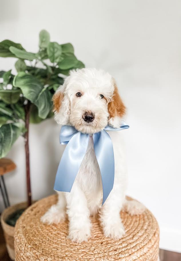 Mini Goldendoodle Boy $800 – Lake Cumberland Doodle Farm
