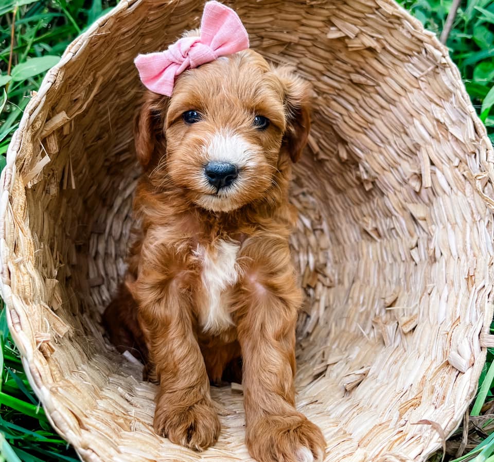 Micro Goldendoodle Girl $1,500 – Lake Cumberland Doodle Farm
