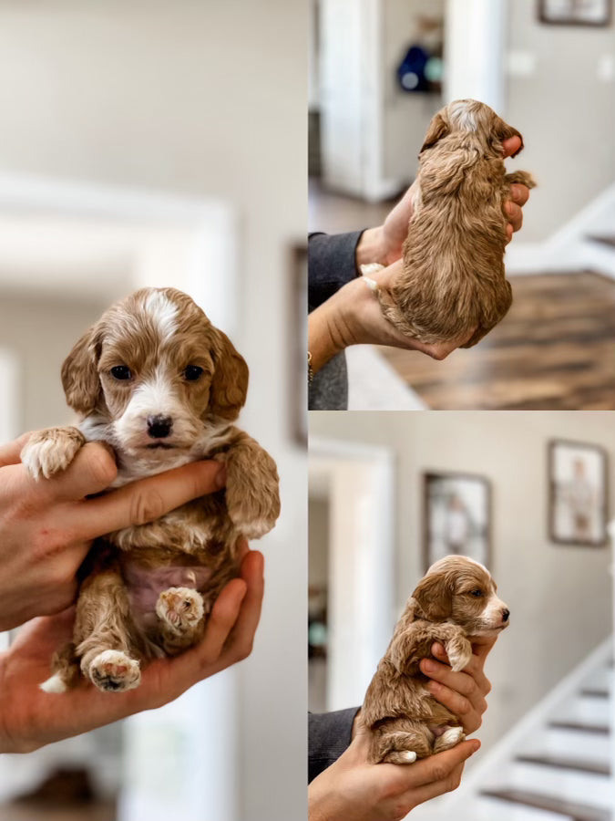 Mini Goldendoodle Boy $2250 – Lake Cumberland Doodle Farm