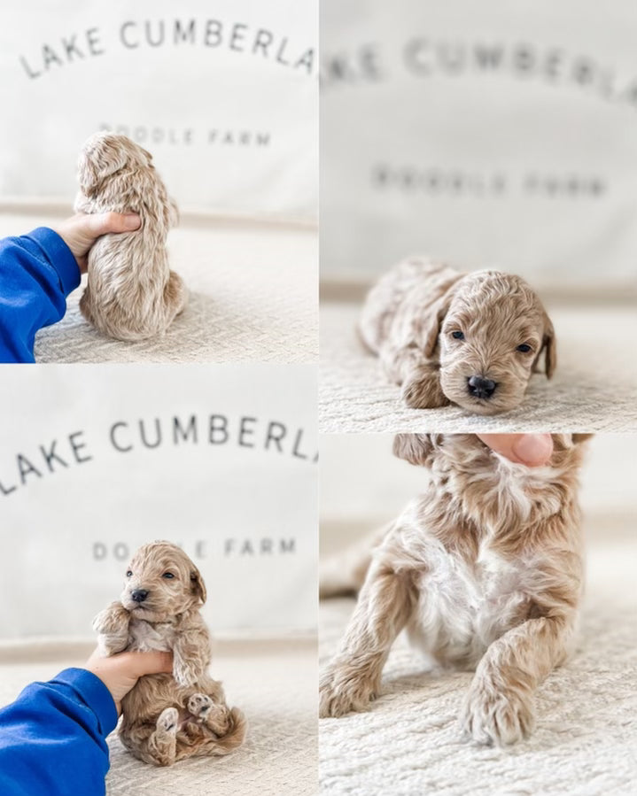 Micro Goldendoodle Girl $1500 – Lake Cumberland Doodle Farm