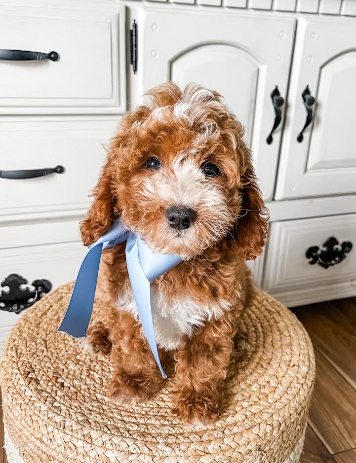 Micro Goldendoodle Boy $1,650 – Lake Cumberland Doodle Farm