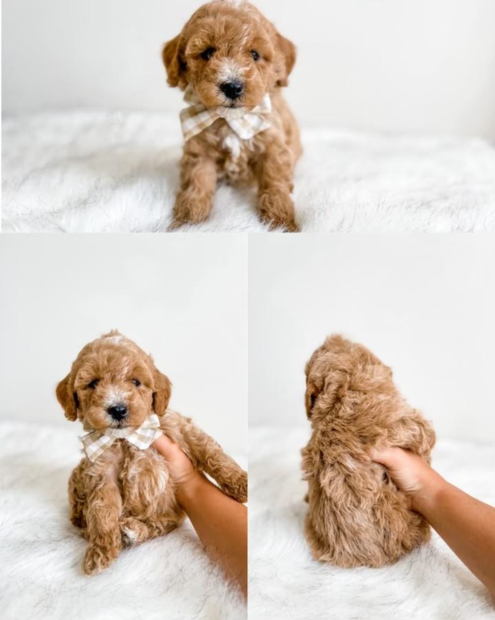 Micro/Mini Goldendoodle Boy $1,250 – Lake Cumberland Doodle Farm