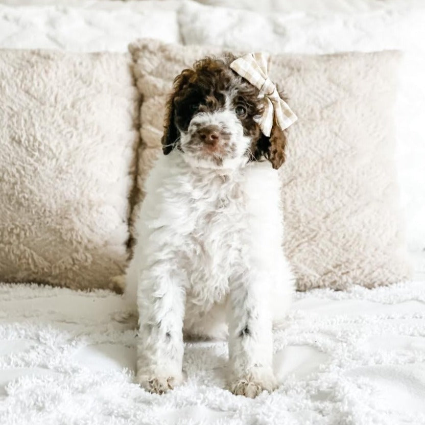 Cockapoo Girl $750 – Lake Cumberland Doodle Farm
