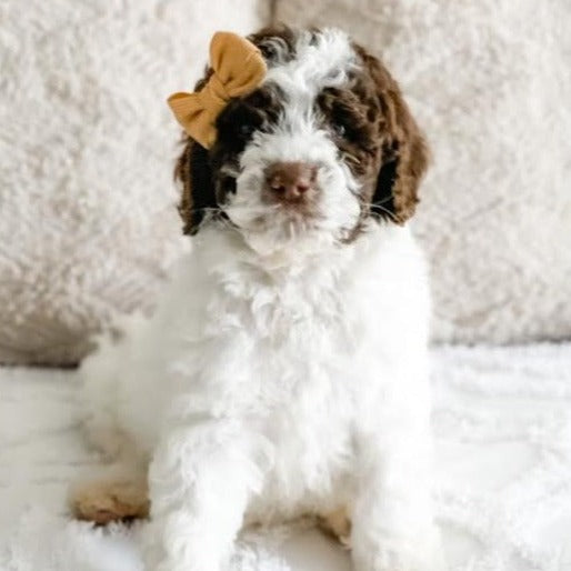 Cockapoo Girl $750 – Lake Cumberland Doodle Farm