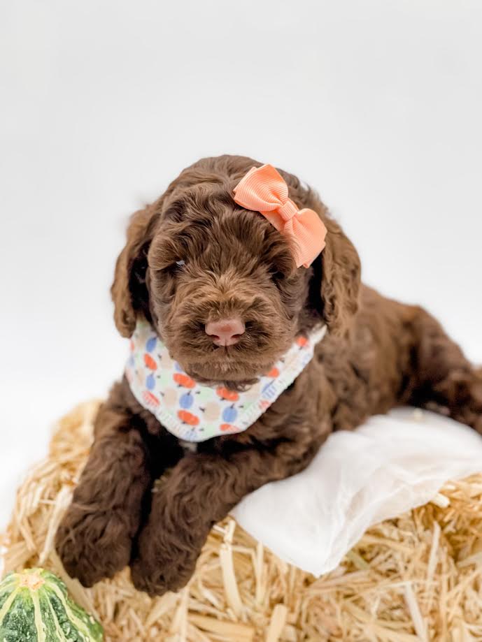 Mini/Medium F1B Cockapoo Female $1,500 – Lake Cumberland Doodle Farm