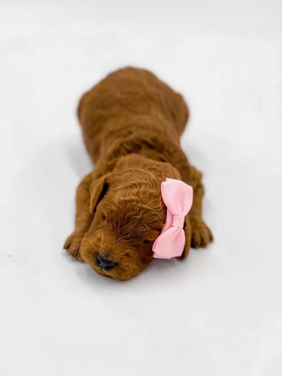 Micro/Mini Female $2,000 – Lake Cumberland Doodle Farm