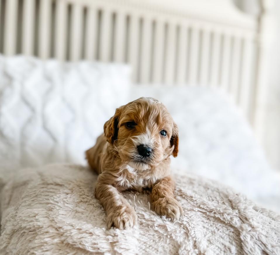 Micro/Mini Goldendoodle Boy $1,750 – Lake Cumberland Doodle Farm