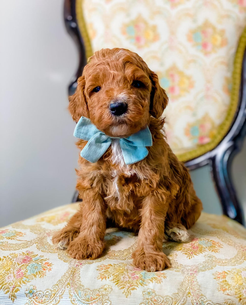 Mini/Med Goldendoodle Boy $1,500 – Lake Cumberland Doodle Farm