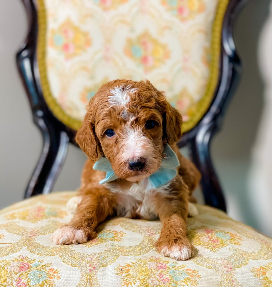 Mini/Med Goldendoodle Boy $1,500 – Lake Cumberland Doodle Farm