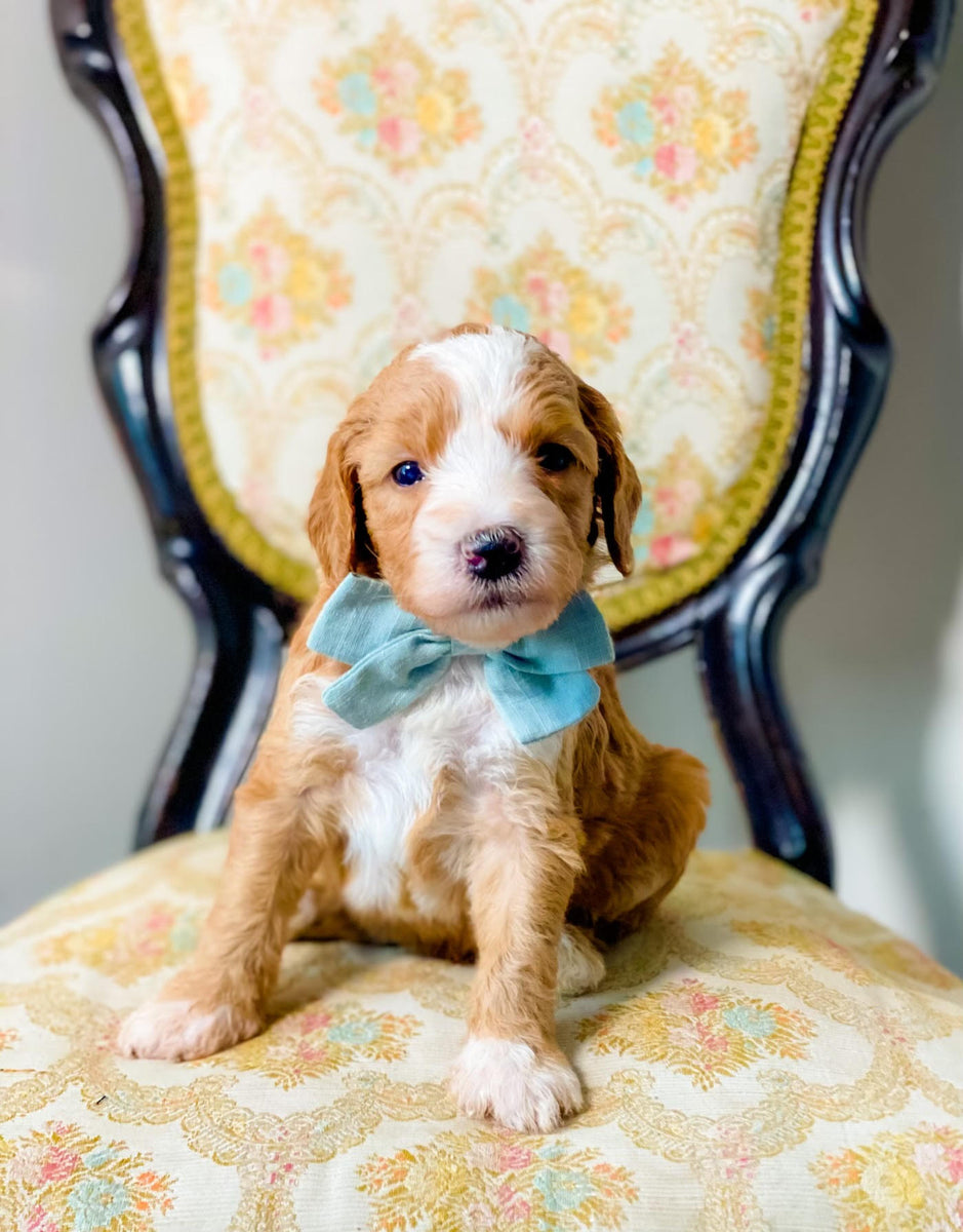 Mini/Med Goldendoodle Boy $1,500 – Lake Cumberland Doodle Farm
